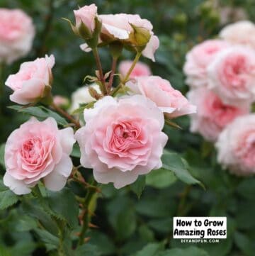 How to Grow Amazing Roses - DIY and Fun