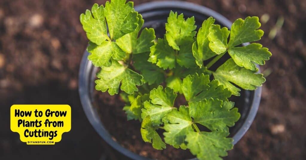 How to Grow Plants from Cuttings - DIY and Fun