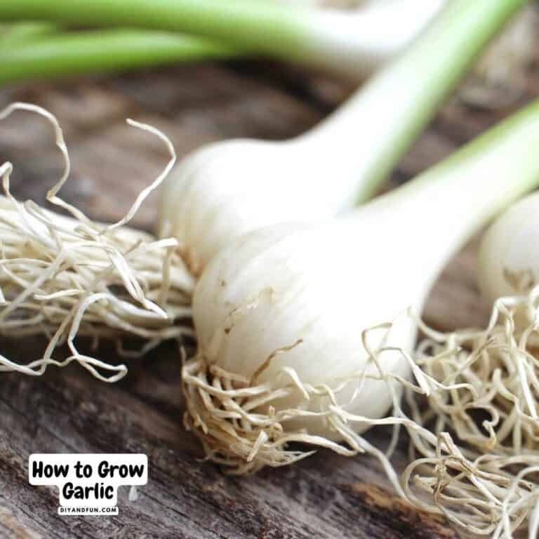 How to Grow Garlic - DIY and Fun