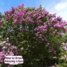 How to Grow Amazing Lilacs - DIY and Fun