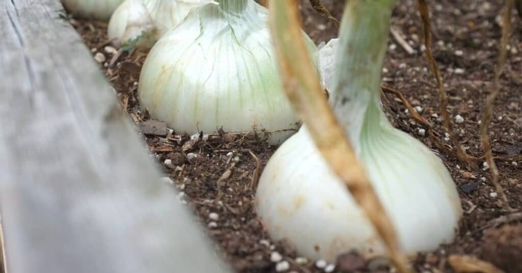 How to Grow Onions Indoors - DIY and Fun