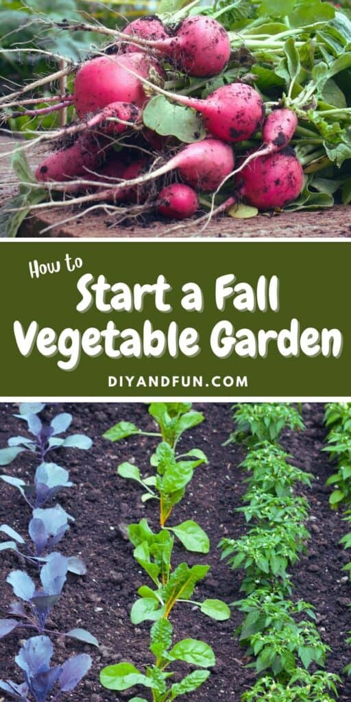 Start a Fall Vegetable Garden - DIY and Fun