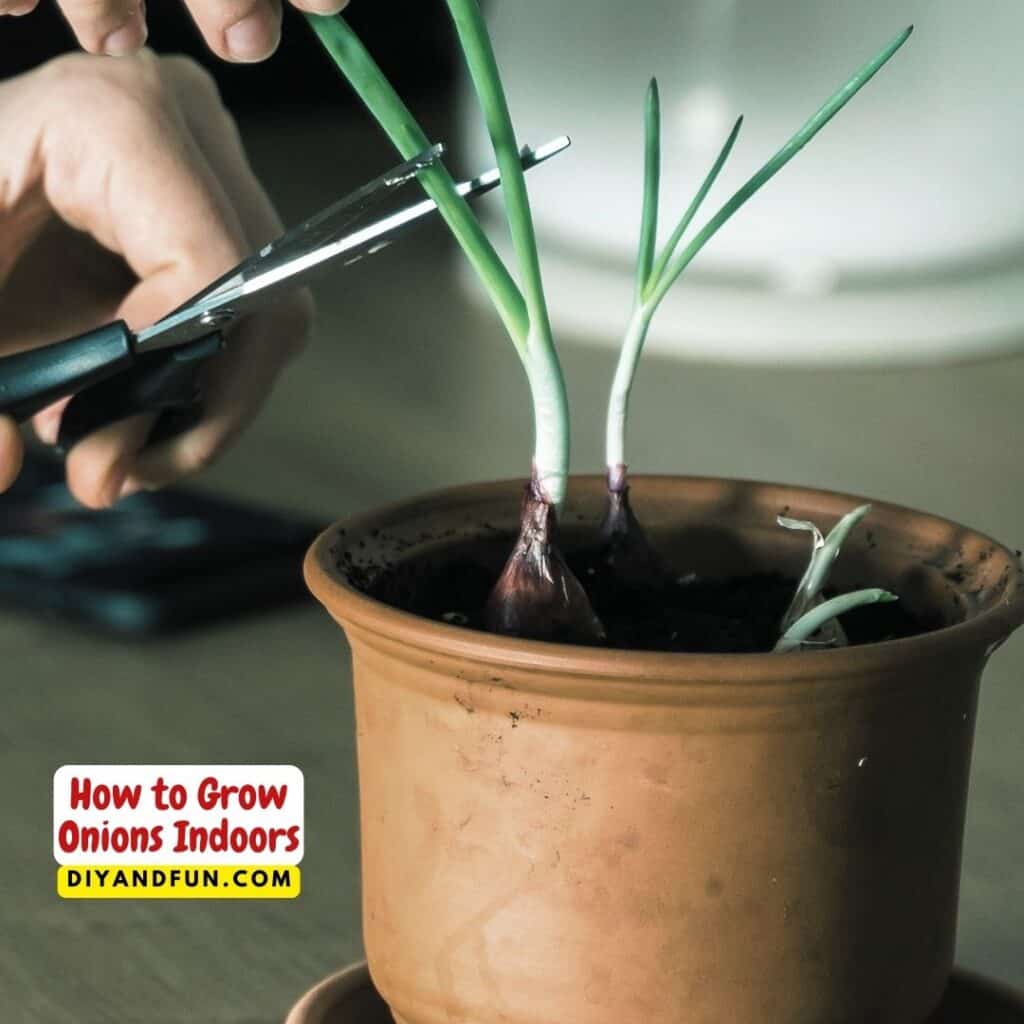 How to Grow Onions Indoors - DIY and Fun