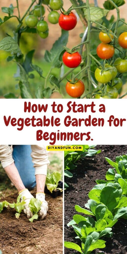 How to Start a Vegetable Garden for Beginners. - DIY and Fun